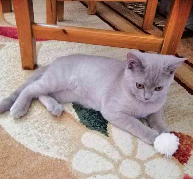 Britská modrá kočka krátkosrstá bez PP - bazar - Hyperinzerce.cz