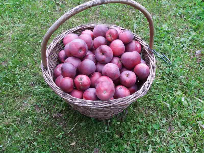 Jablka trhaná Rubinola, Spartan, další odrůdy - bazar - Hyperinzerce.cz