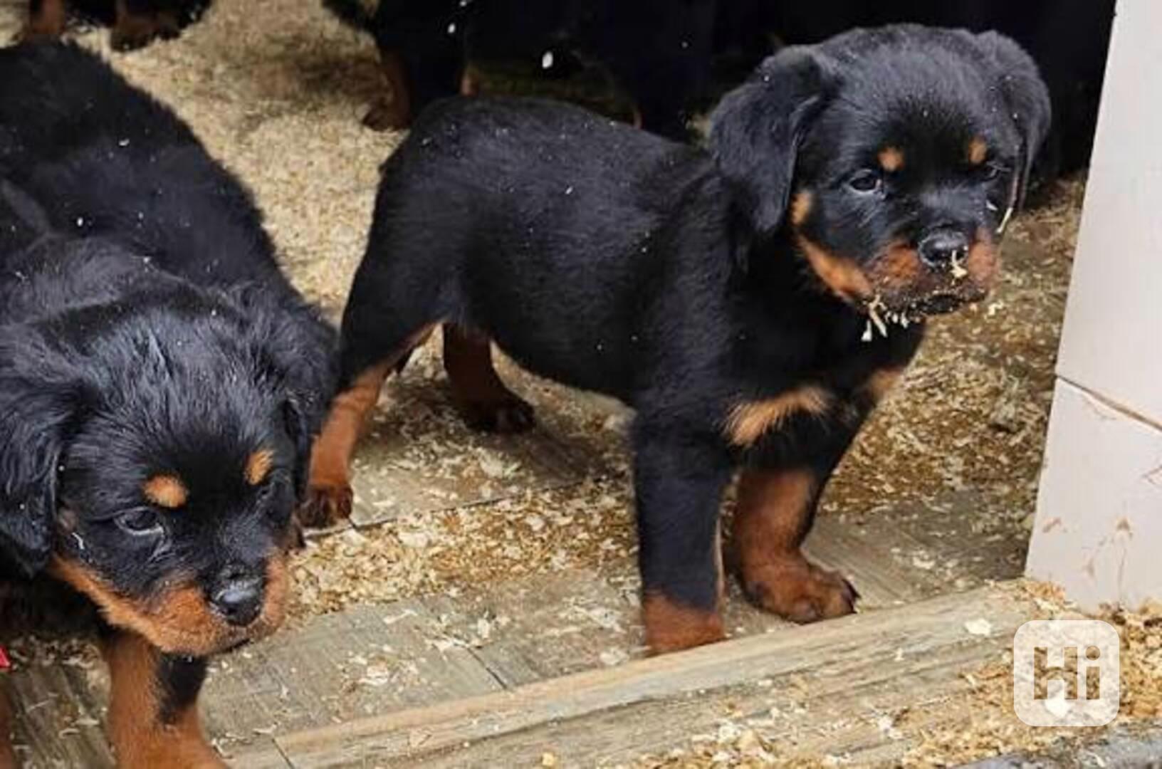 Rotvajler - bazar - Hyperinzerce.cz