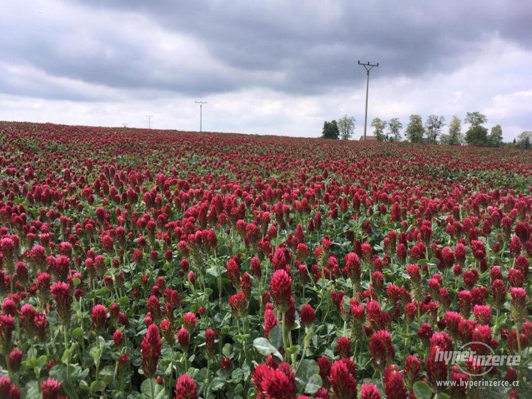 Jetel Inkarnát - bazar - Hyperinzerce.cz