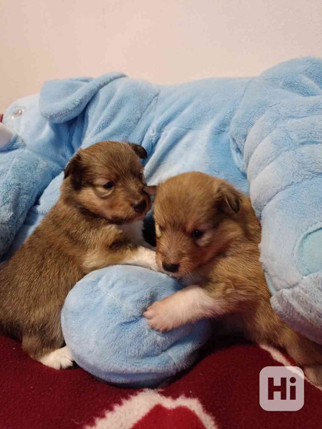 Šeltie - bazar - Hyperinzerce.cz