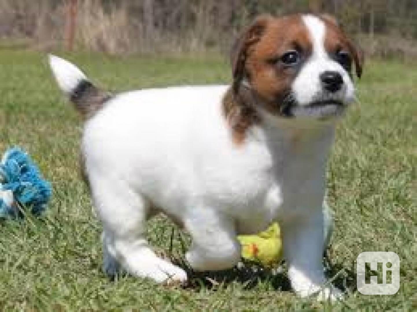 Prodám velmi hravá štěňata Jack Russell Terrier Velmi roztom - bazar ...