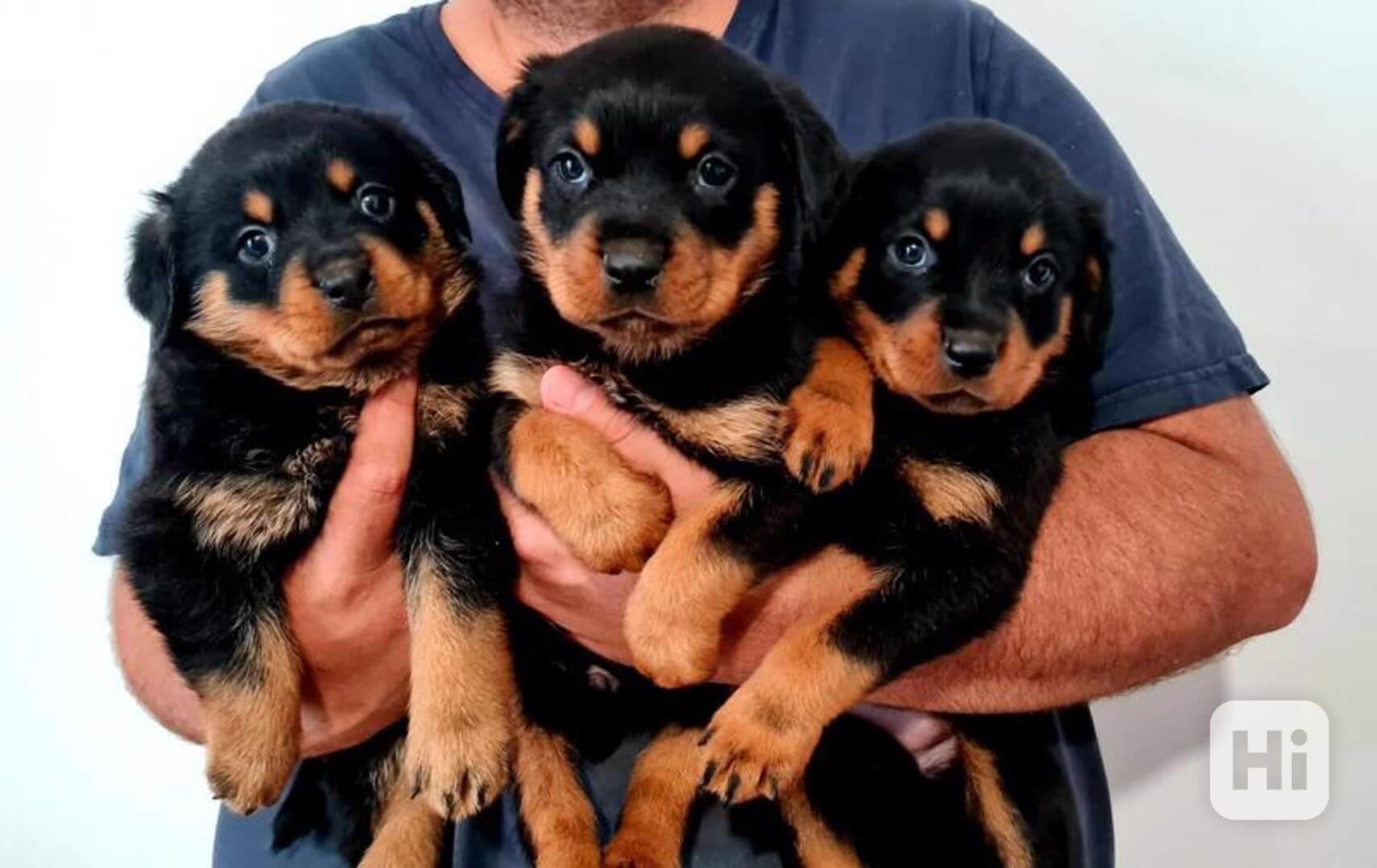 Potvrzená registrovaná štěňata Chunky Rottweiler - bazar - Hyperinzerce.cz