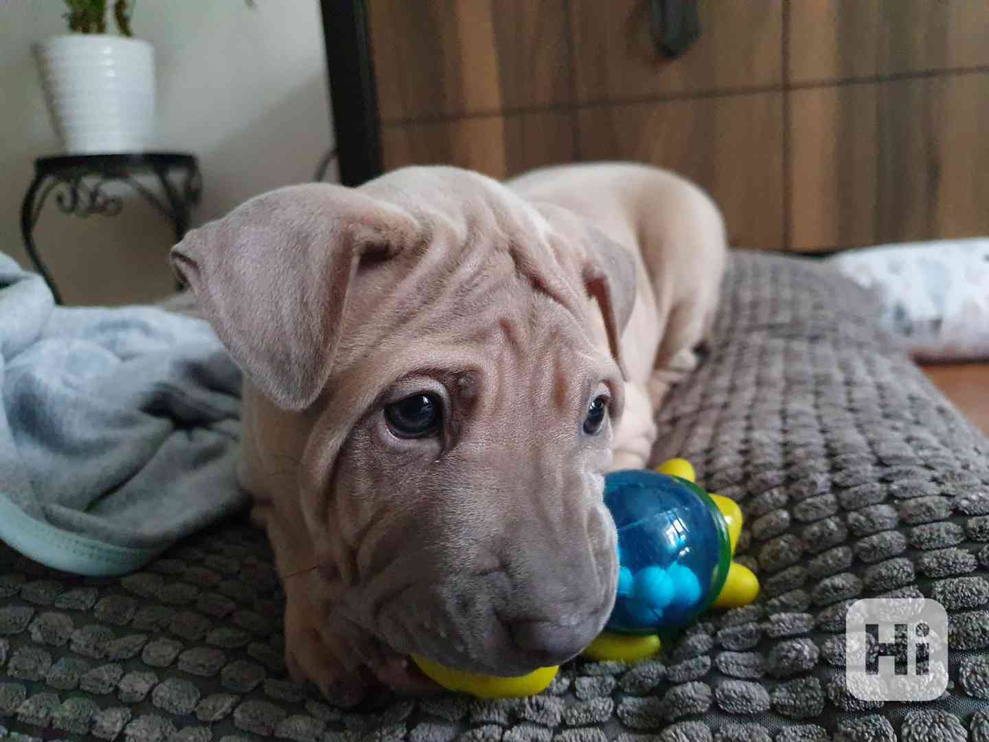 THAJSKÝ RIDGEBACK – fena isabell s PP - bazar - Hyperinzerce.cz