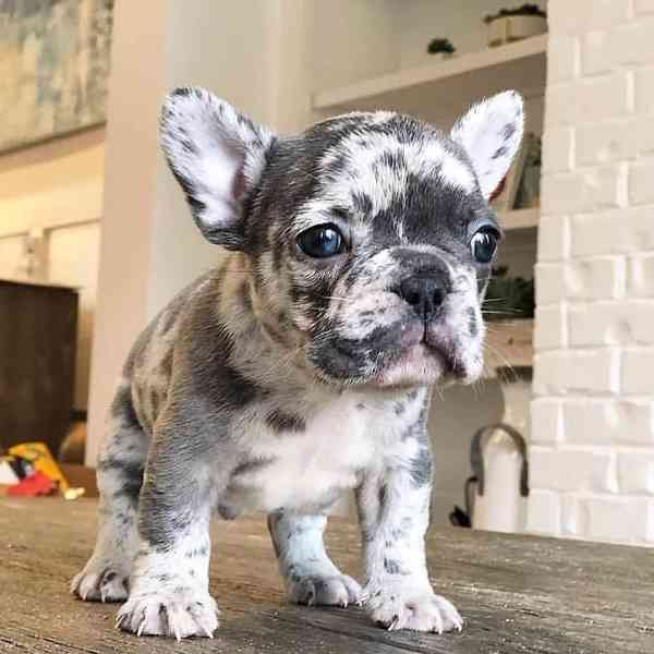 Nádherná štenata francouzského buldocka - bazar - Hyperinzerce.cz