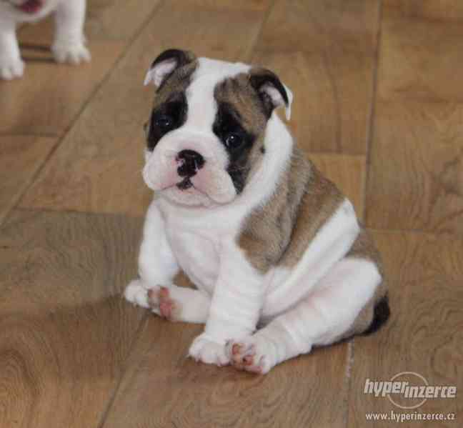 anglicky buldok s PP - bazar - Hyperinzerce.cz