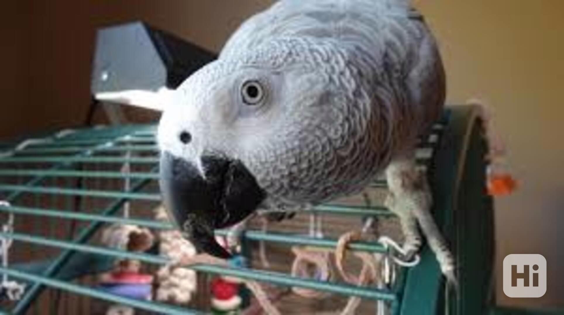 Samci a samice papoušků afrických šedých, Samice je těsně u - bazar ...