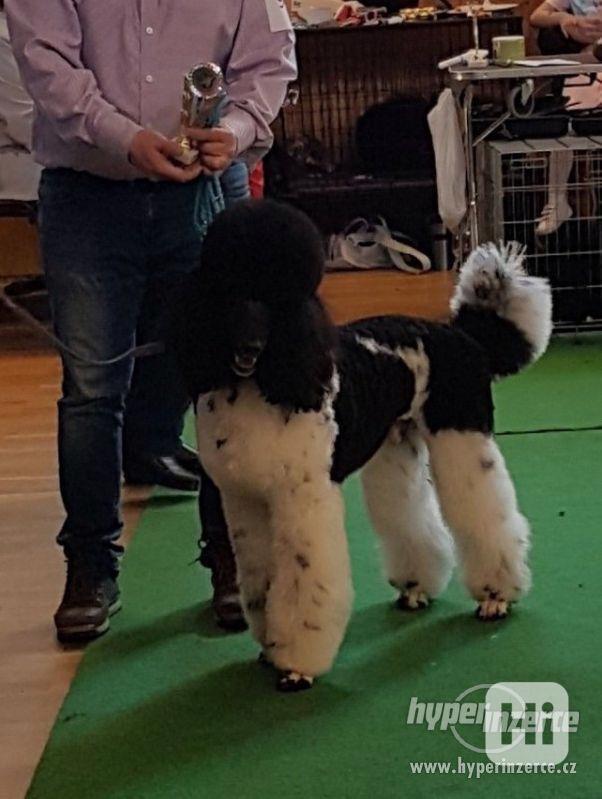 Pudl velký, černobílý - bazar - Hyperinzerce.cz