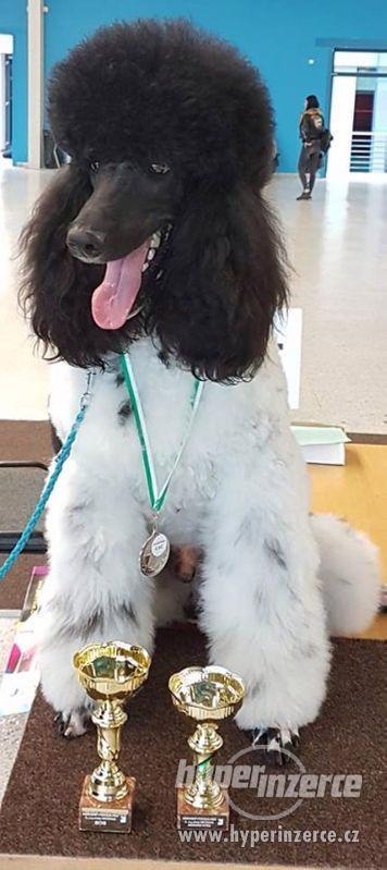 Pudl velký, černobílý - bazar - Hyperinzerce.cz