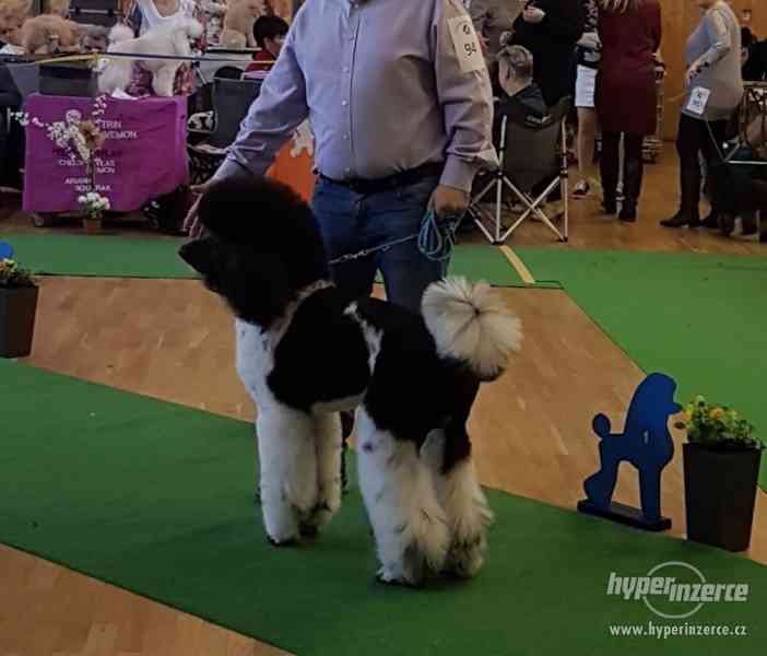 Pudl velký, černobílý - bazar - Hyperinzerce.cz