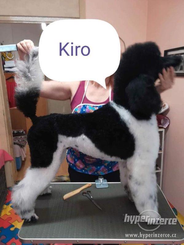 Pudl velký, černobílý - bazar - Hyperinzerce.cz