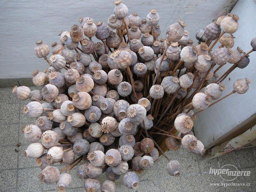 Přírodní makovice - VELKÉ - bazar - Hyperinzerce.cz