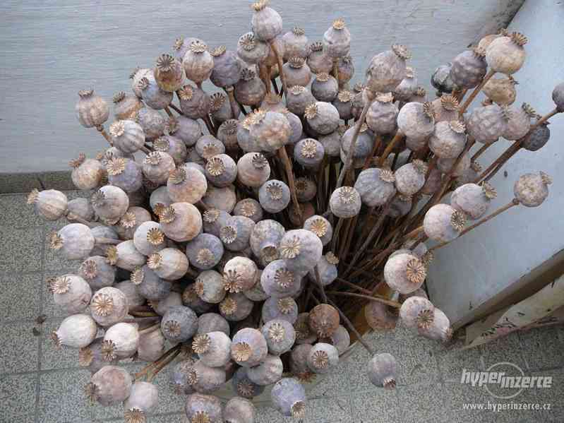 Přírodní makovice - VELKÉ - bazar - Hyperinzerce.cz