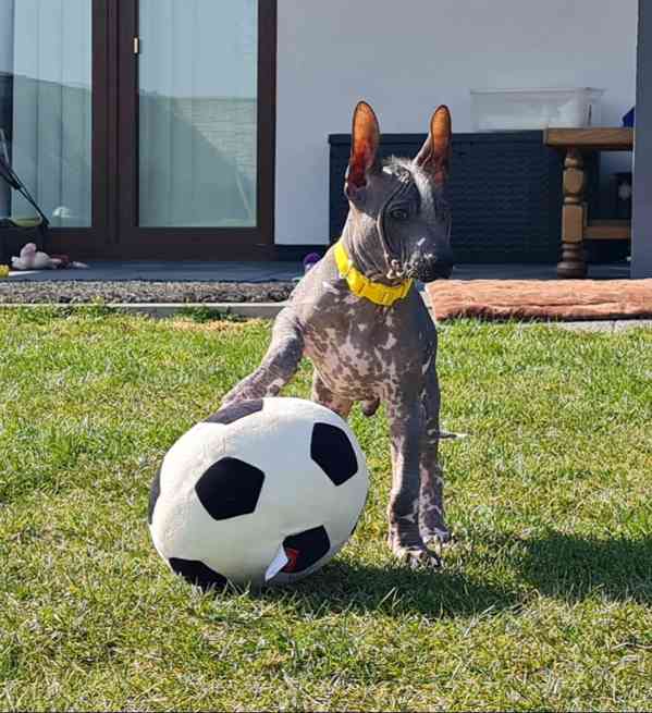 Mexický naháč standart (xoloitzcuintle standard) - bazar - Hyperinzerce.cz