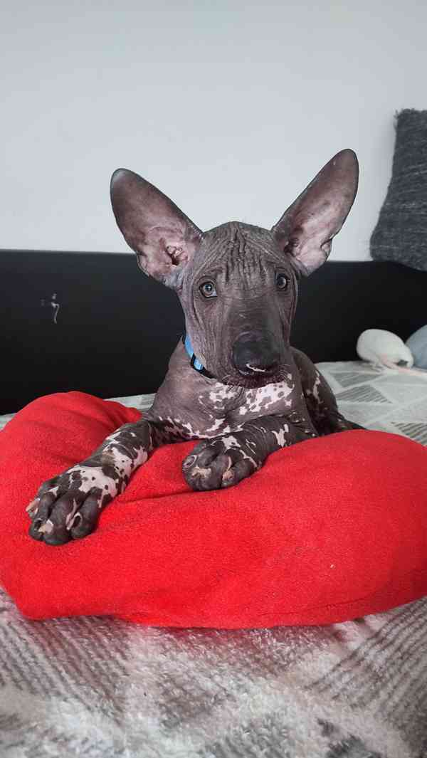 Mexický naháč standart (xoloitzcuintle standard) - bazar - Hyperinzerce.cz