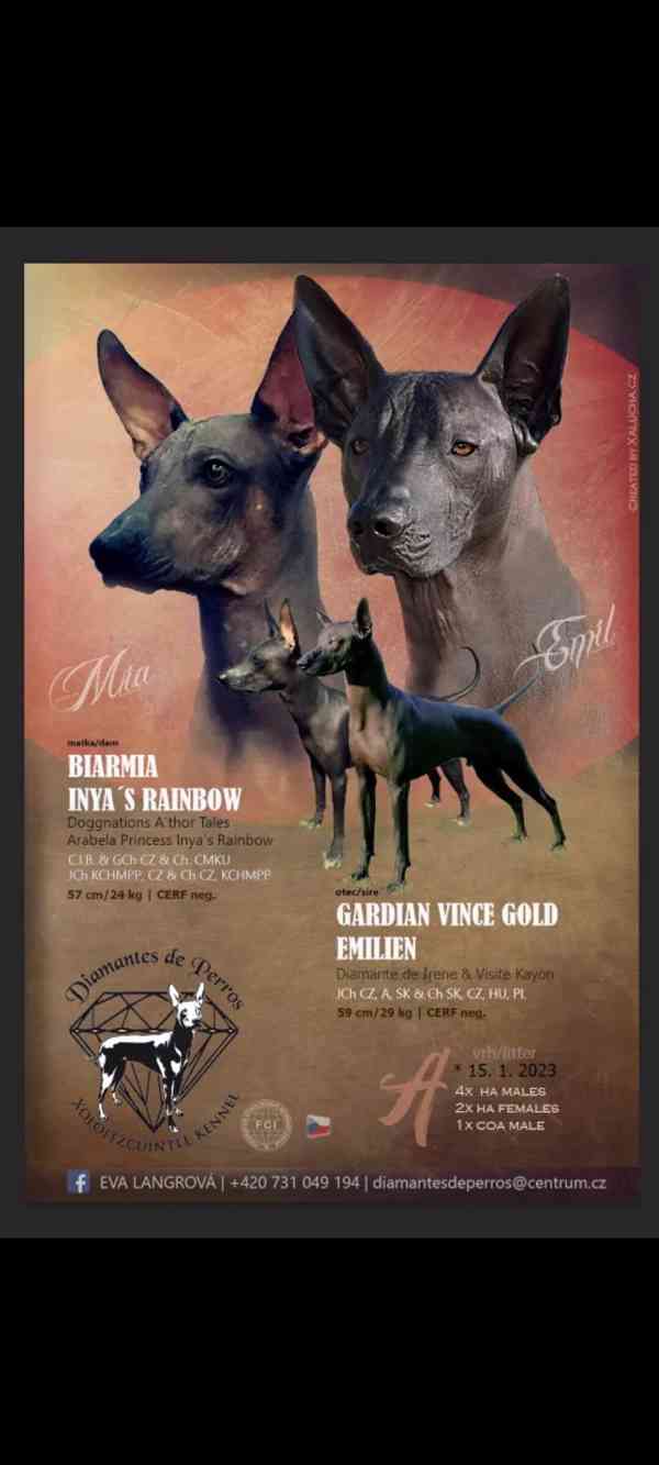 Mexický naháč standart (xoloitzcuintle standard) - bazar - Hyperinzerce.cz