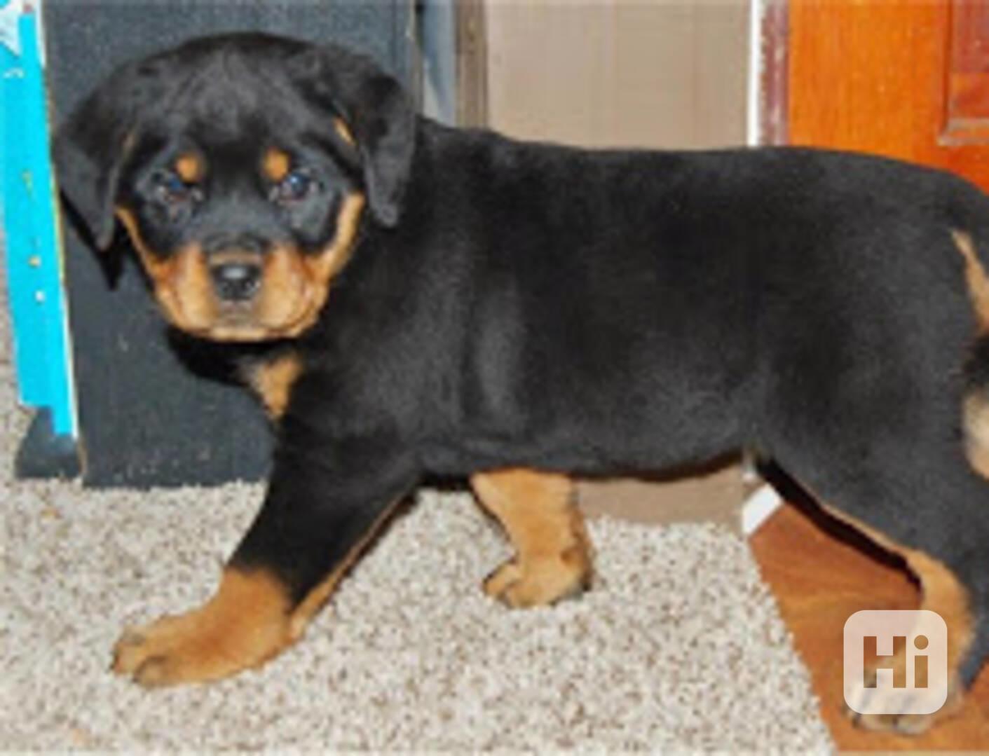 Pes a fena štěňata rotvajlera Pes a fena štěňata rotvajlera - bazar ...