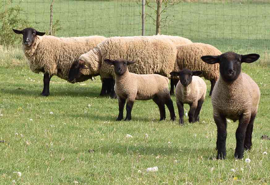 Ovce a jehňata Suffolk prodej - bazar - Hyperinzerce.cz