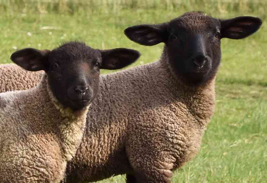 Ovce a jehňata Suffolk prodej - bazar - Hyperinzerce.cz