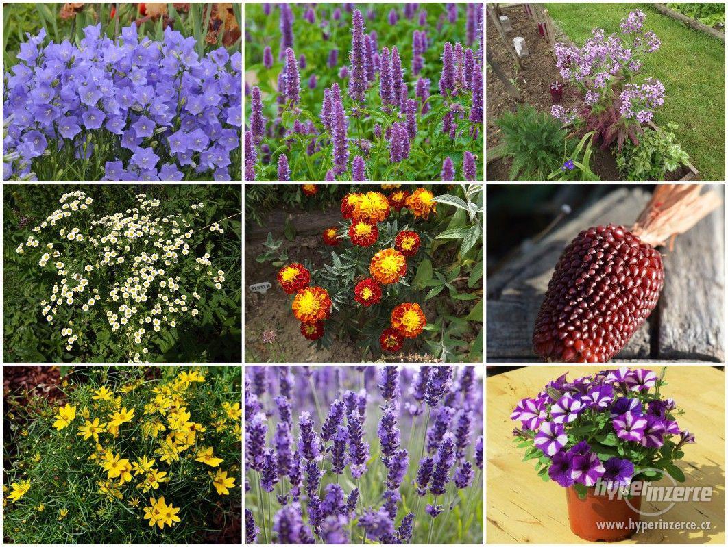 Semena trvalek a letniček 3 - bazar - Hyperinzerce.cz