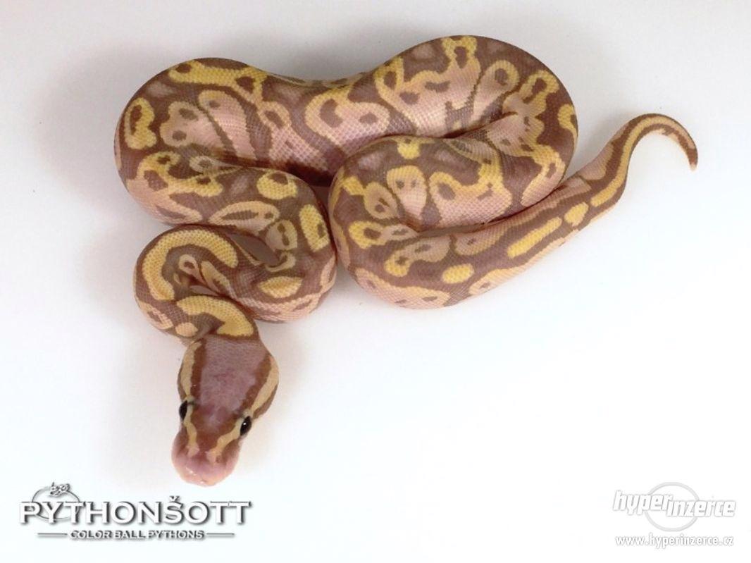 Krajta Královská (Python regius) - mláďata 2018 - bazar - Hyperinzerce.cz