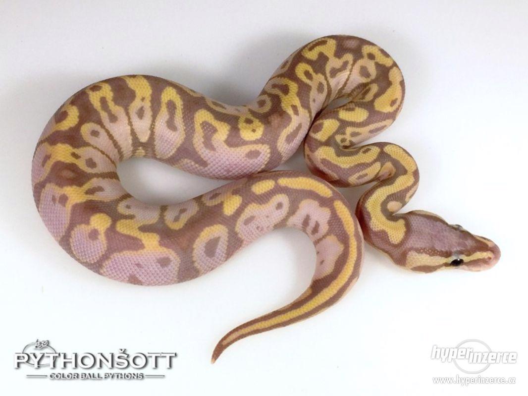 Krajta Královská (Python regius) - mláďata 2018 - bazar - Hyperinzerce.cz