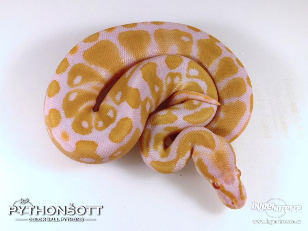 Krajta Královská (Python regius) - mláďata 2018 - bazar - Hyperinzerce.cz