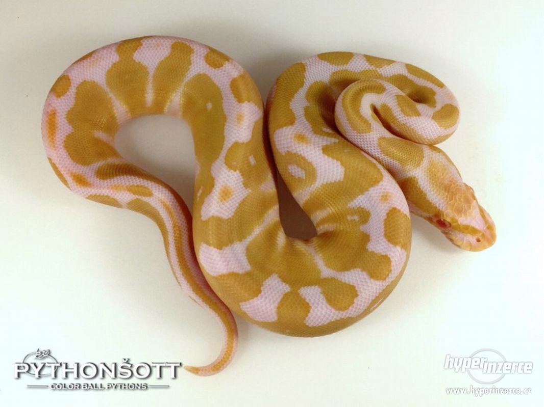 Krajta Královská (Python regius) - mláďata 2018 - bazar - Hyperinzerce.cz
