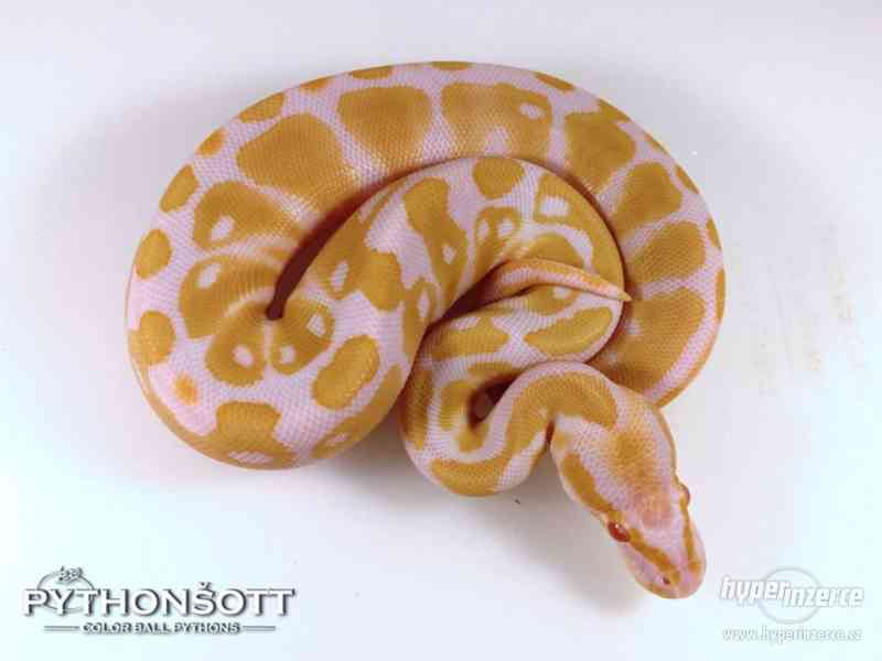Krajta Královská (Python regius) - mláďata 2018 - bazar - Hyperinzerce.cz