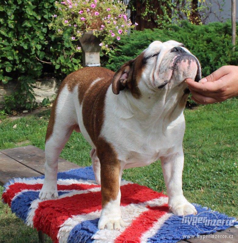 anglicky buldok s PP - bazar - Hyperinzerce.cz