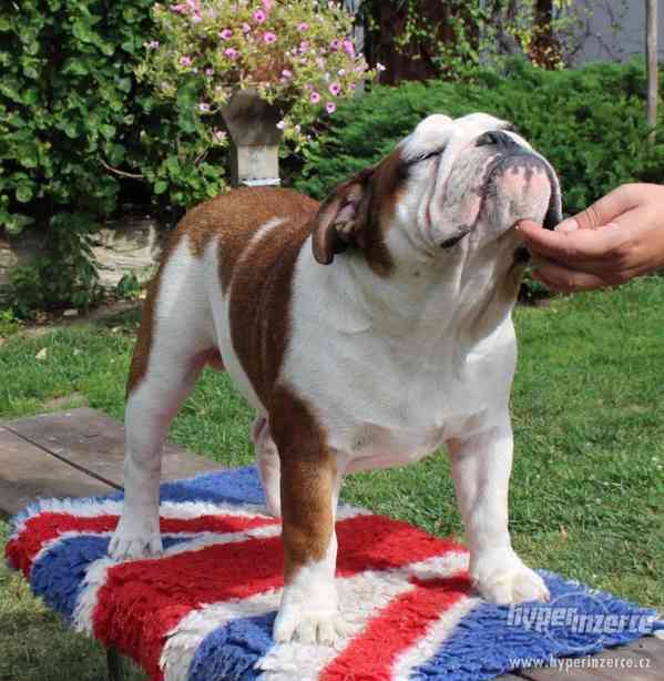 anglicky buldok s PP - bazar - Hyperinzerce.cz
