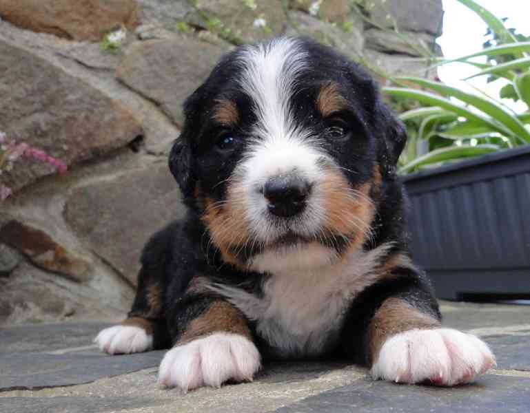 Bernský salašnický pes - štěňata - bazar - Hyperinzerce.cz