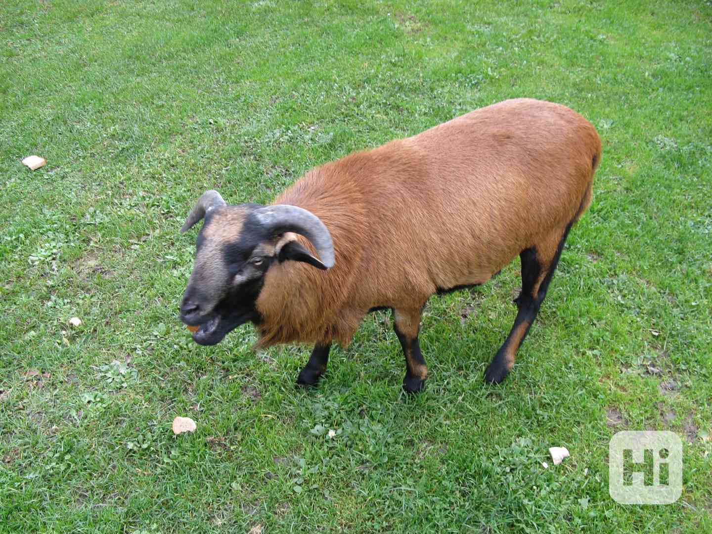 kamerunská ovce - bazar - Hyperinzerce.cz