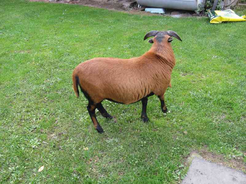 kamerunská ovce - bazar - Hyperinzerce.cz