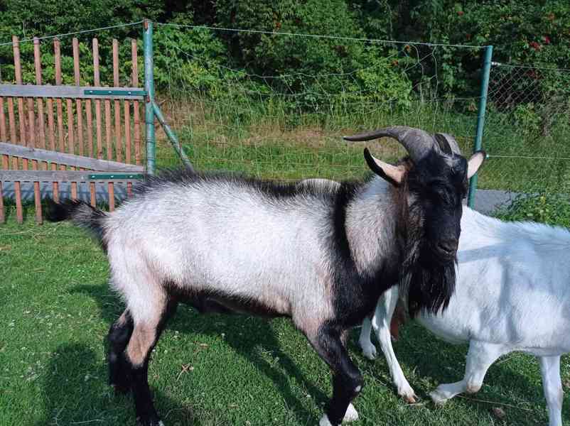 Kozel na chov - bazar - Hyperinzerce.cz