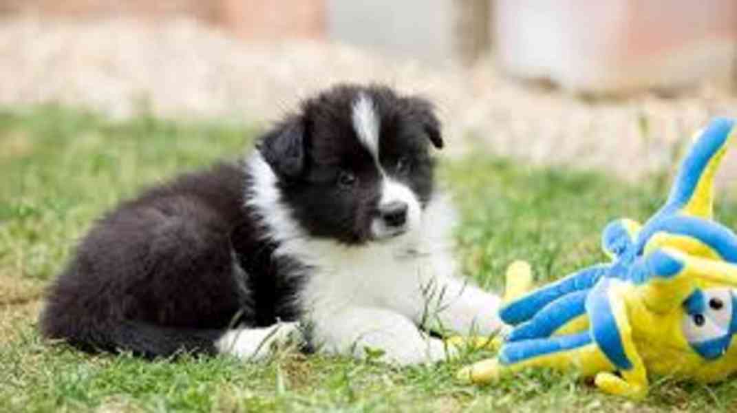 border kolie - bazar - Hyperinzerce.cz