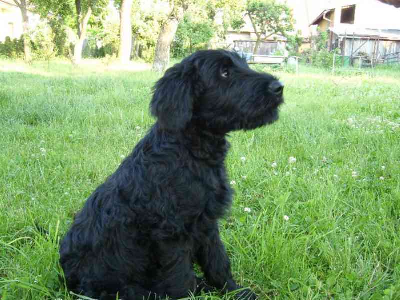 Pejsek velký knírač - bazar - Hyperinzerce.cz