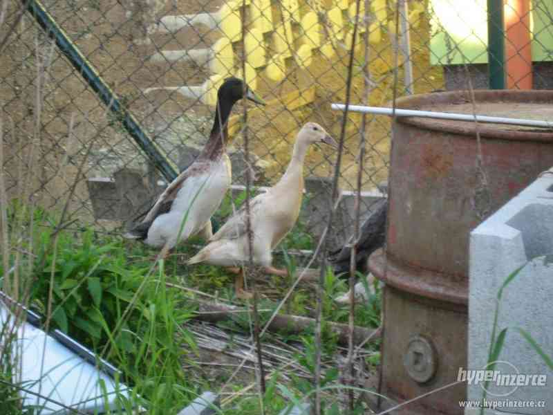 kačer Indický běžec - bazar - Hyperinzerce.cz