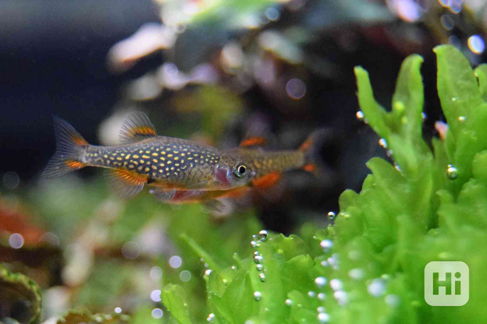 Danio perlové - Razbora galaxy - bazar - Hyperinzerce.cz