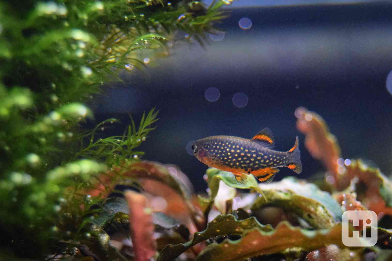 Danio perlové - Razbora galaxy - bazar - Hyperinzerce.cz