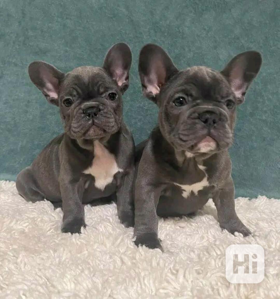 Štěňata domácího mopse ️ ️ Fawn Merle & Black Mops Štěňata - bazar ...