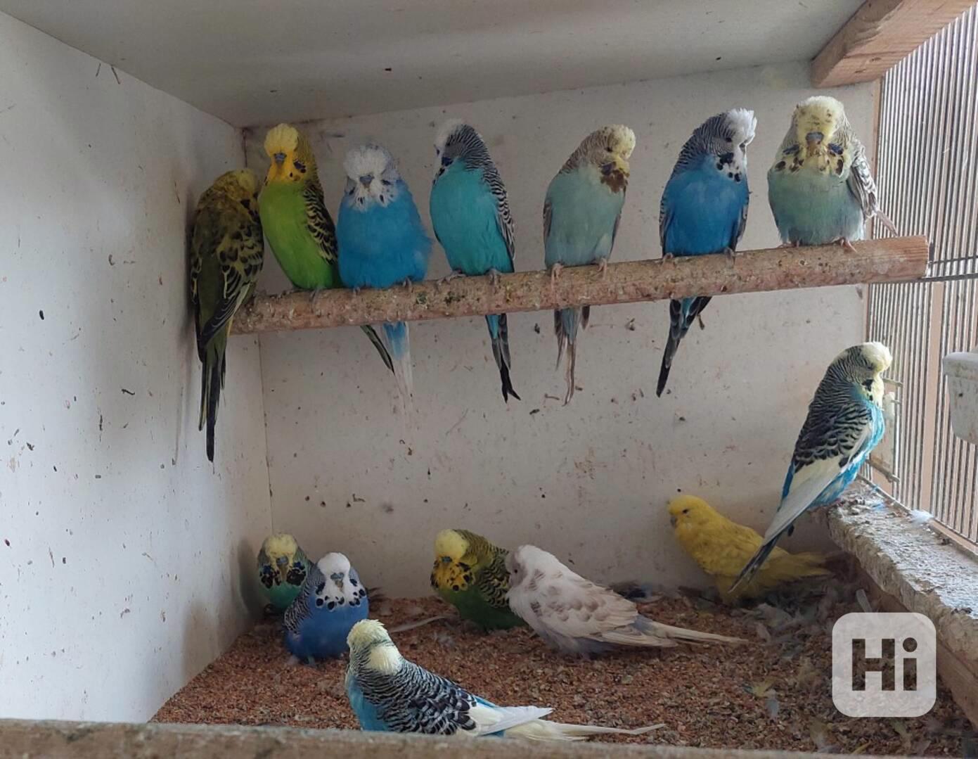 Andulka vlnkovaná - bazar - Hyperinzerce.cz