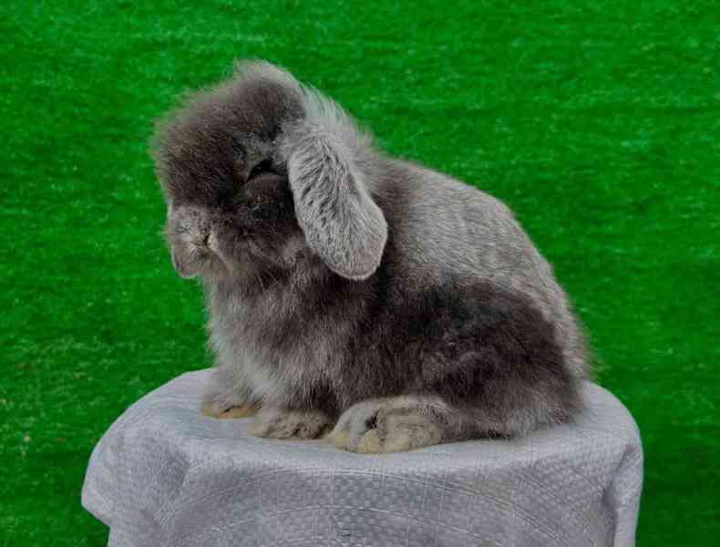 Králíci - Hyperinzerce.cz