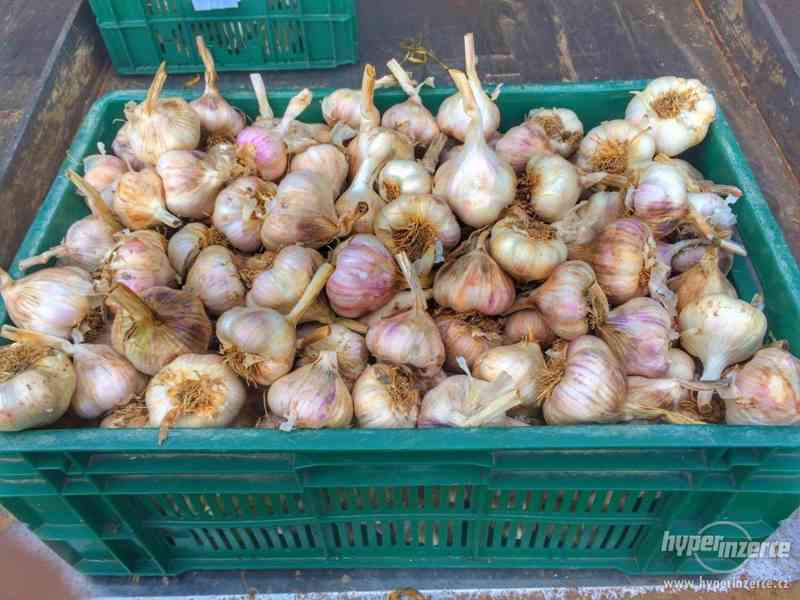 PRODÁM ČESNEK ČESKÝ cena 120Kč/Kg - bazar - Hyperinzerce.cz