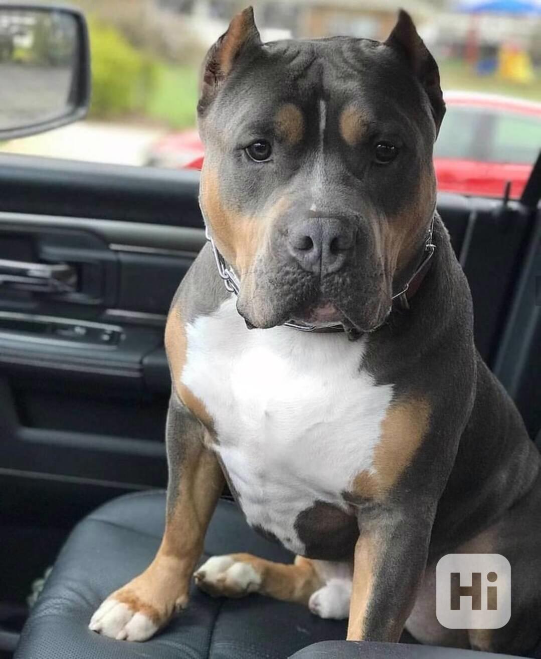 *REHOME*Žena Standard Split Face American Bully - bazar - Hyperinzerce.cz