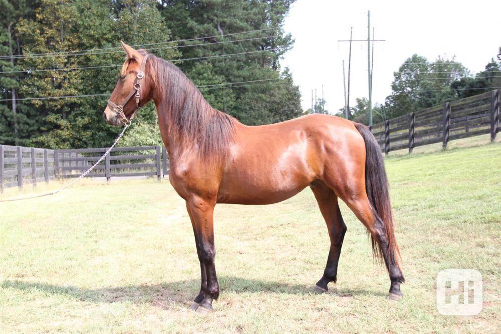 Rozkošný fríský valach Krásný fríský kůň je na prodej. Je to - bazar ...