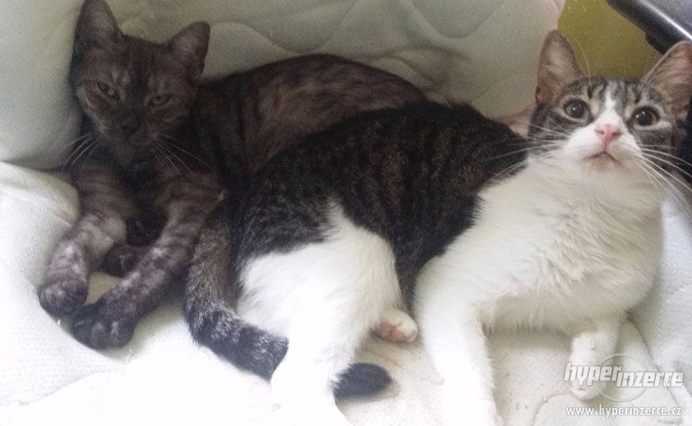 kočičky - bazar - Hyperinzerce.cz