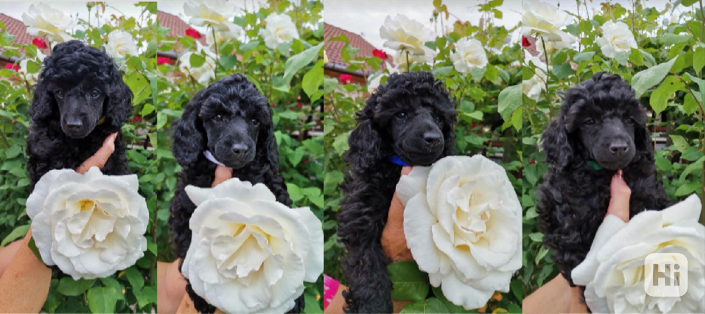 Pudlí štěnátka - bazar - Hyperinzerce.cz