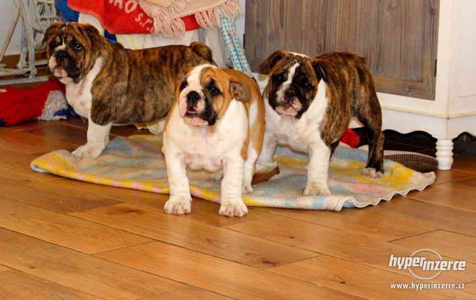 Anglicky buldok - bazar - Hyperinzerce.cz