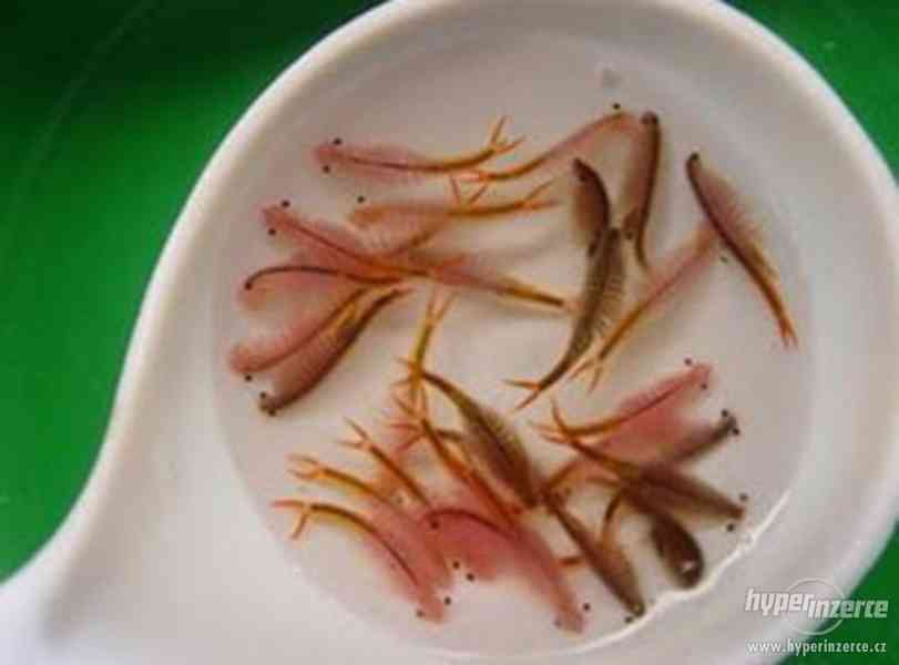 TRIOPS (Listonoh) longicaudatus,australiensis a granarius - bazar ...